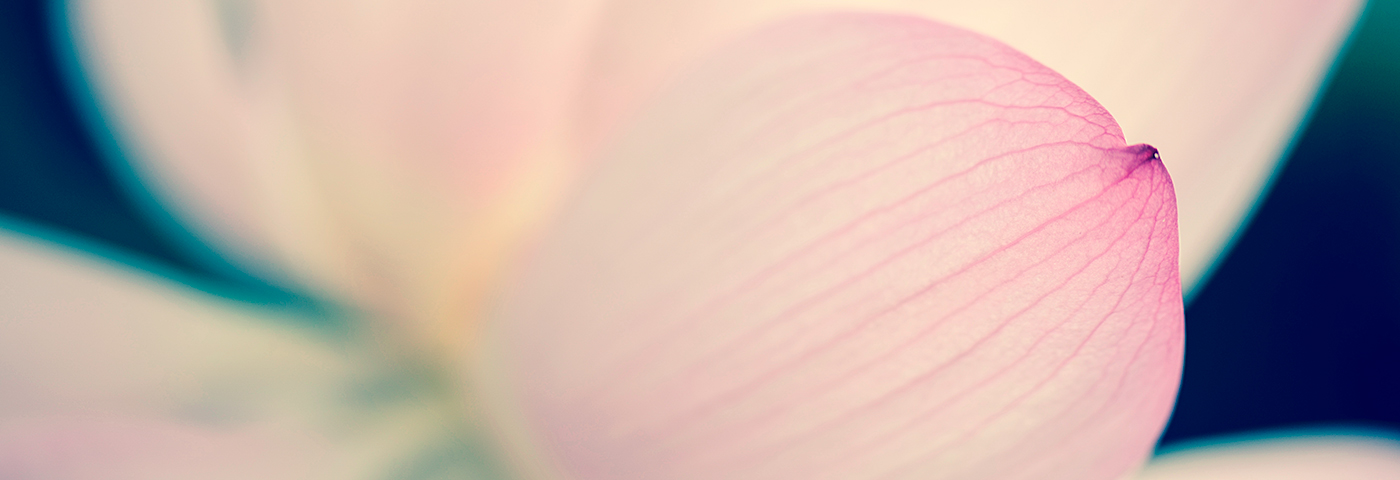 Hanami | Announcing Lotus v0.3.2 Hanami | Announcing Lotus v0.3.2